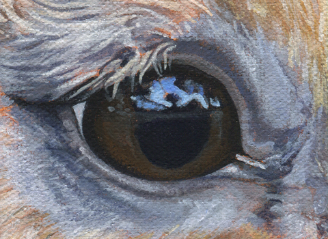 Rabbit’s Eye – YASMINE SAAD — ARTIST